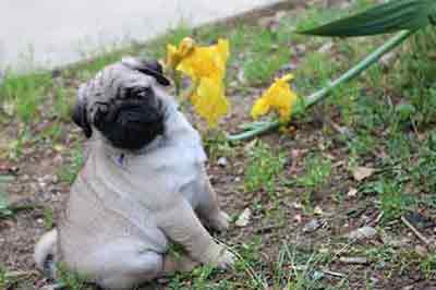 The Old Dominion Pug Dog Club